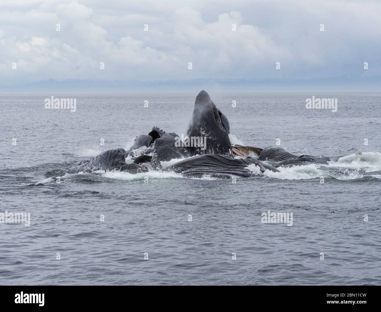 Bubble-net feeding humpback whales, Tongass National Forest, Alaska ...