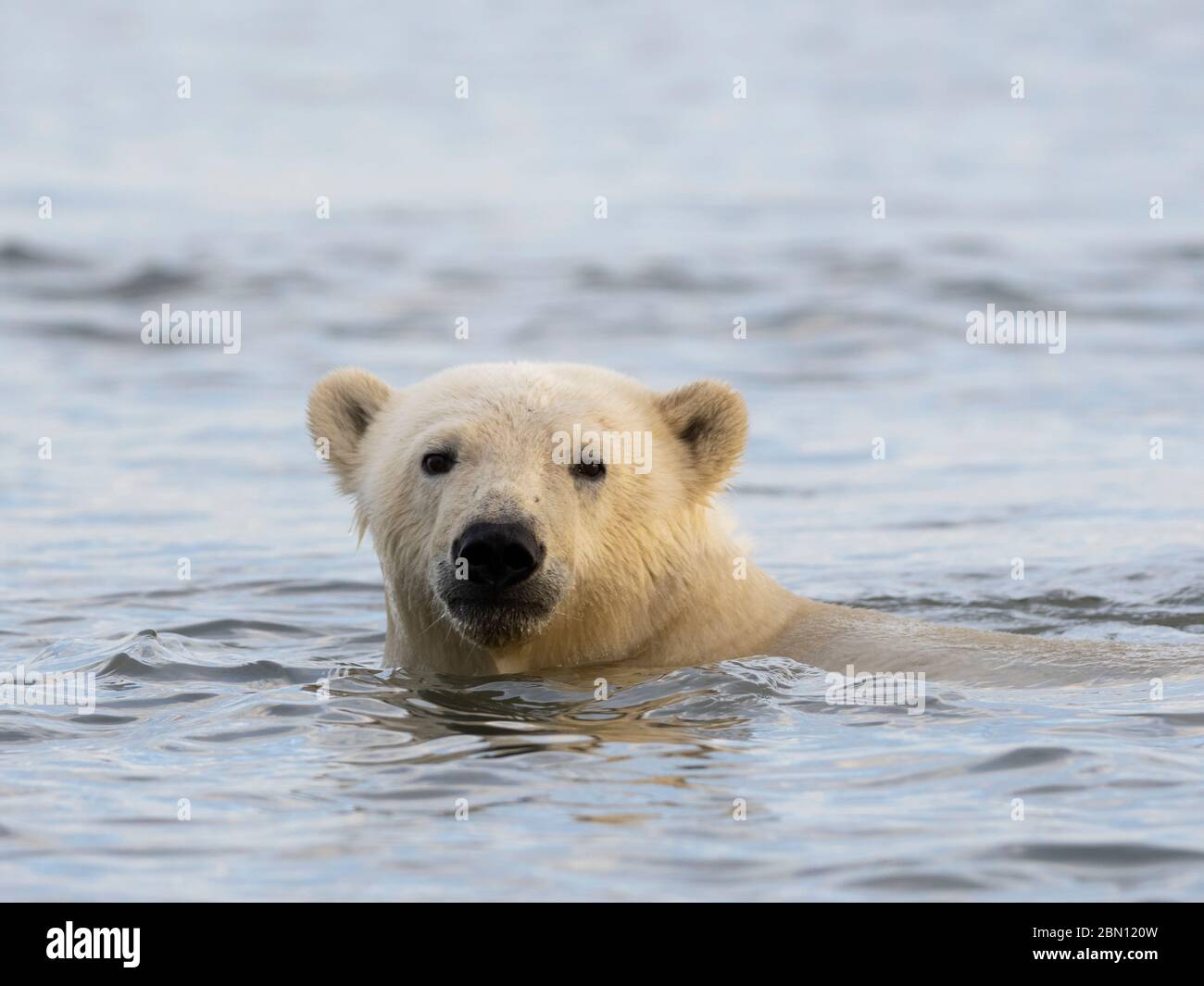 Polar bears (Ursus maritimus), Arctic National Wildlife Refuge, Alaska ...