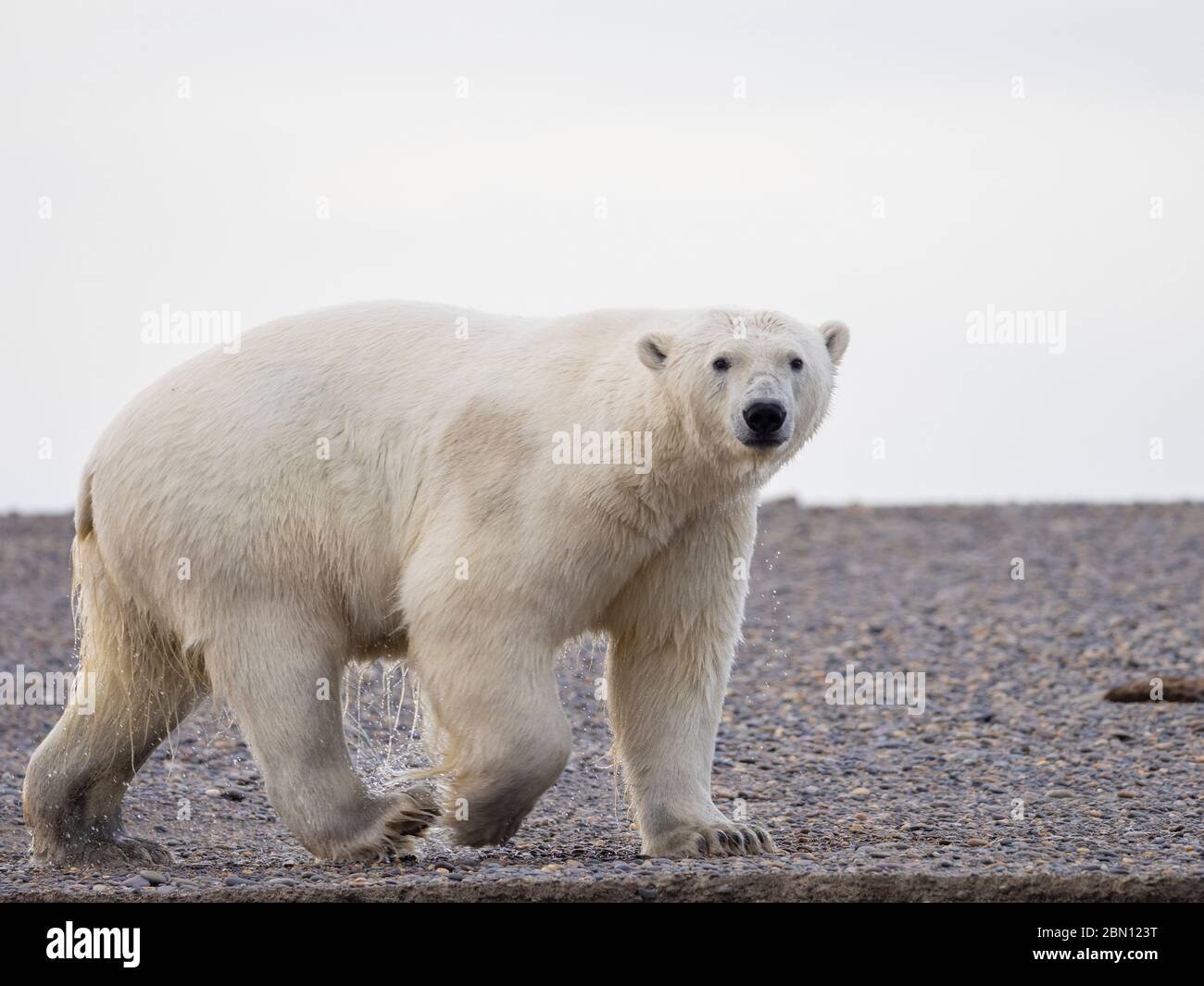 Polar bears (Ursus maritimus), Arctic National Wildlife Refuge, Alaska ...