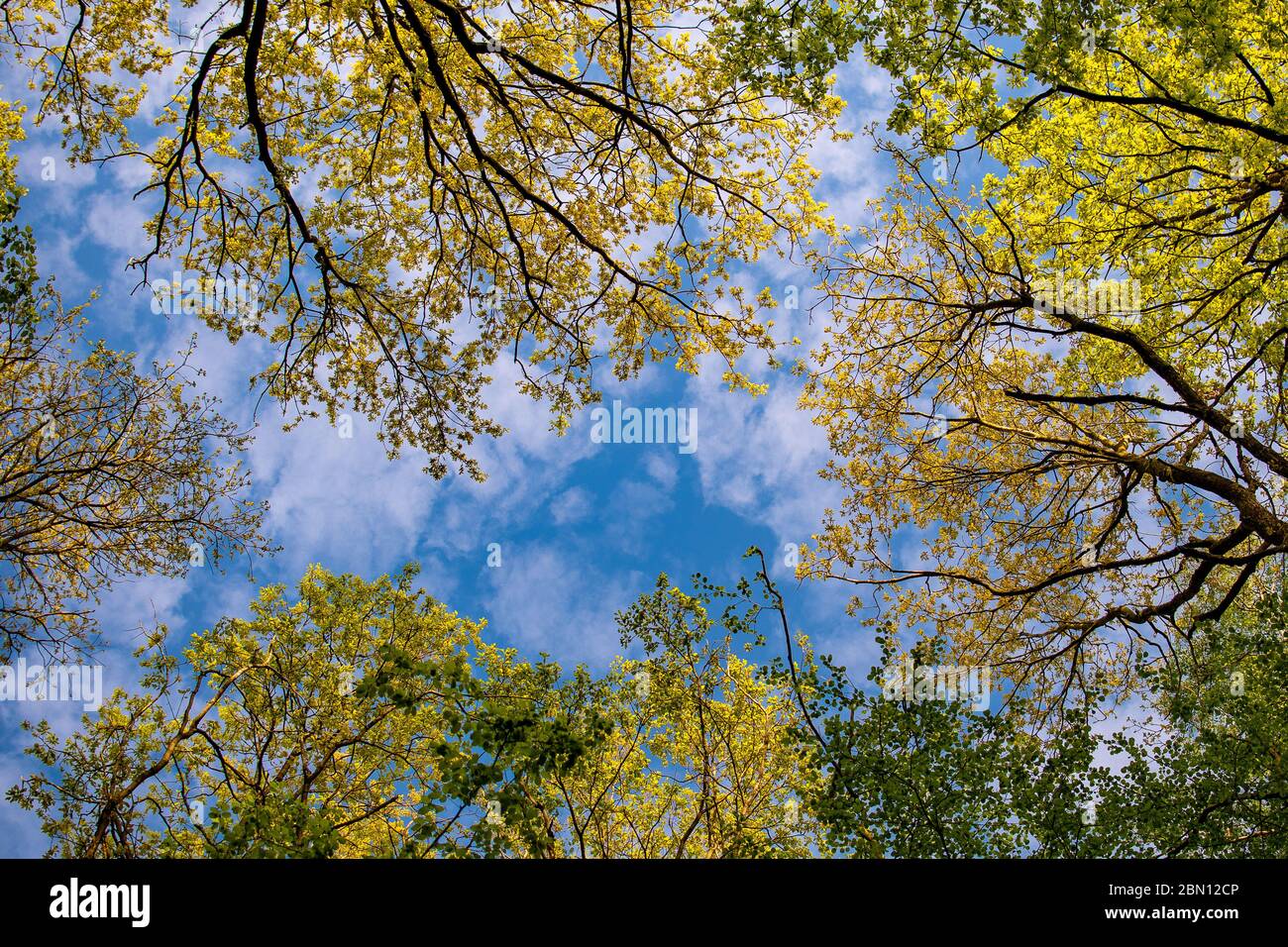 summer trees by blue sunny sky background Stock Photo - Alamy