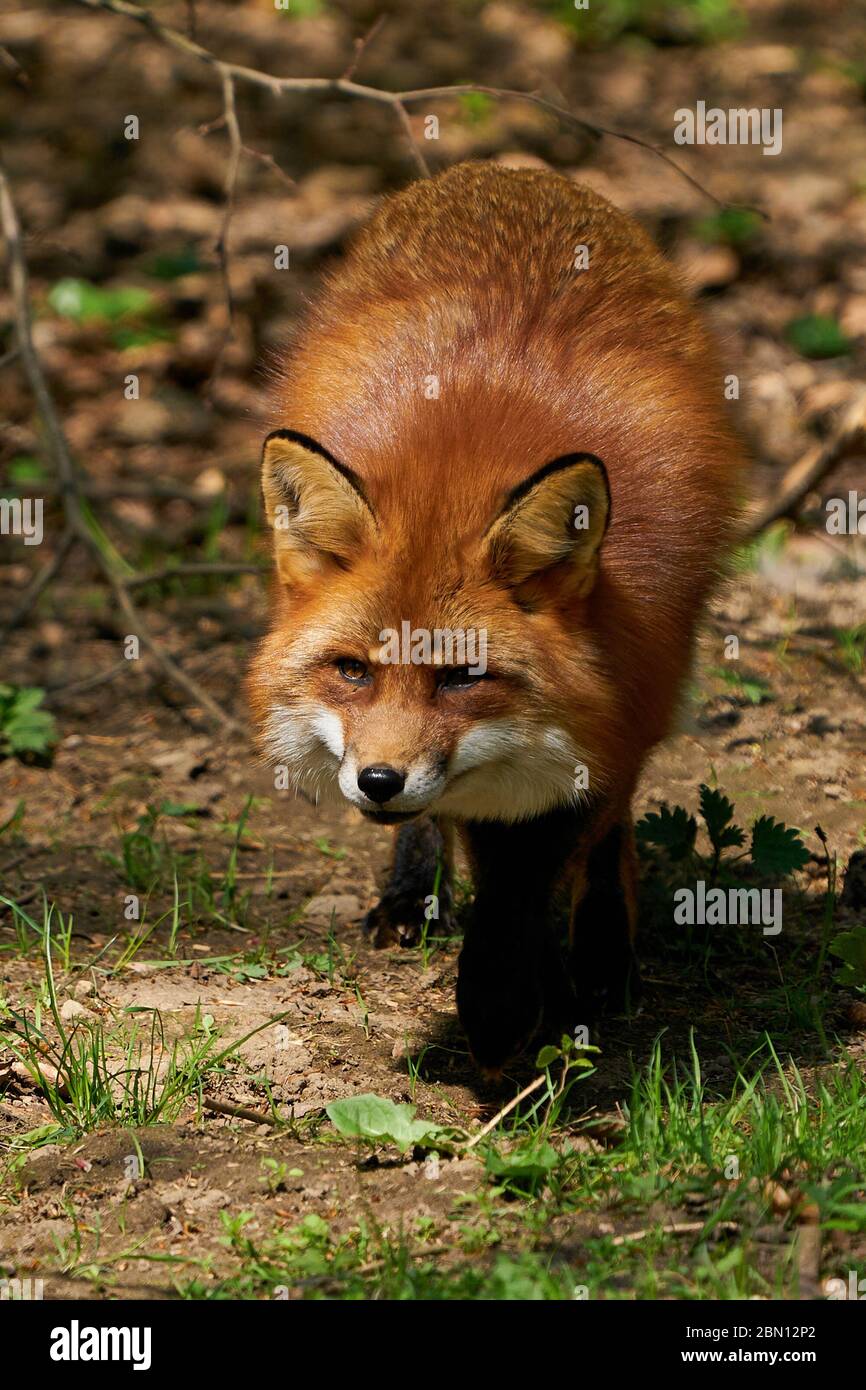 Red fox in its natural environment in Scandinavia Stock Photo - Alamy