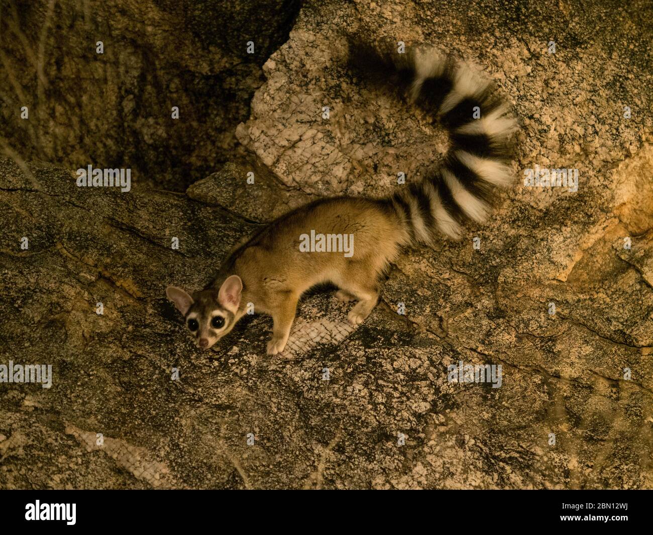 Ringtail cat hi-res stock photography and images - Alamy