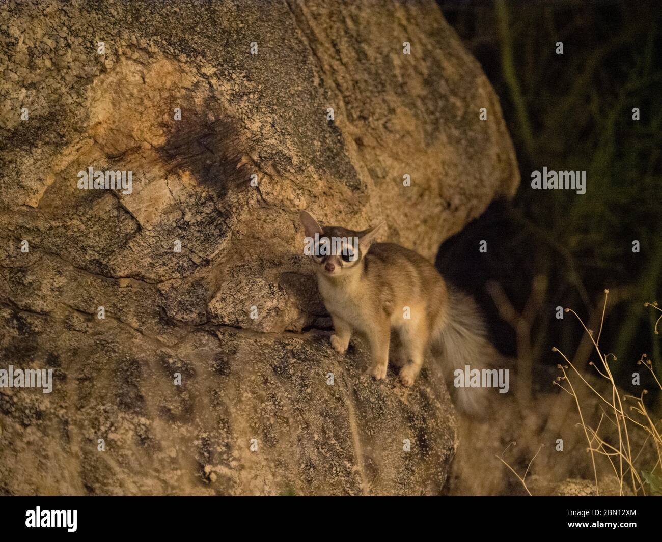Ringtail cat hi-res stock photography and images - Alamy