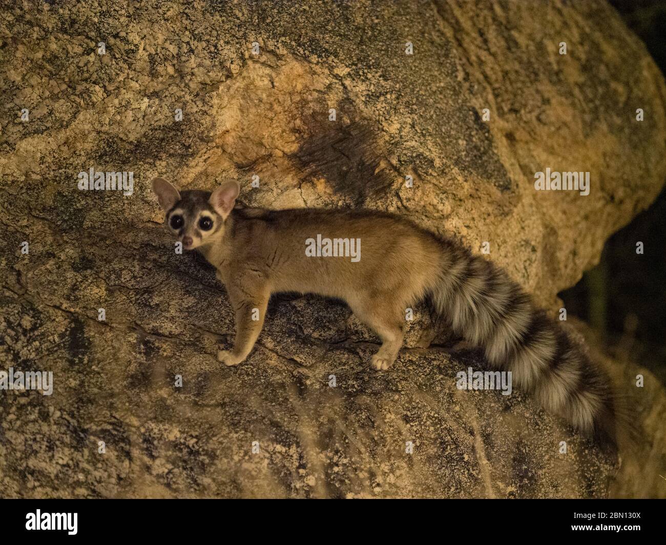 Ringtail raccoon hi-res stock photography and images - Alamy
