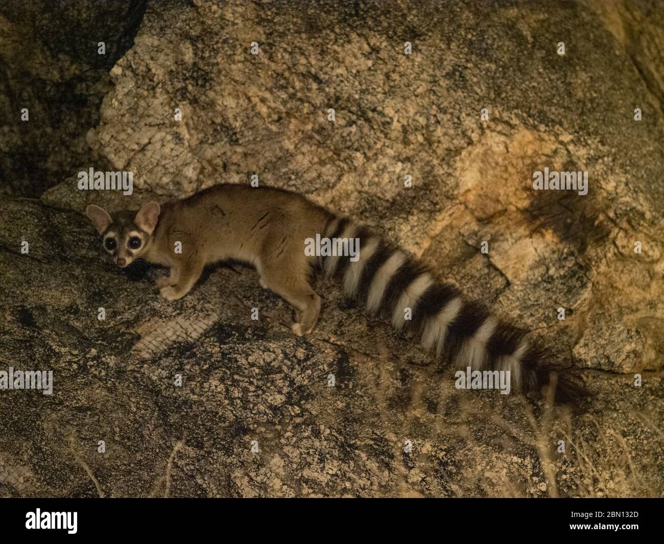 Ringtail cat hi-res stock photography and images - Alamy
