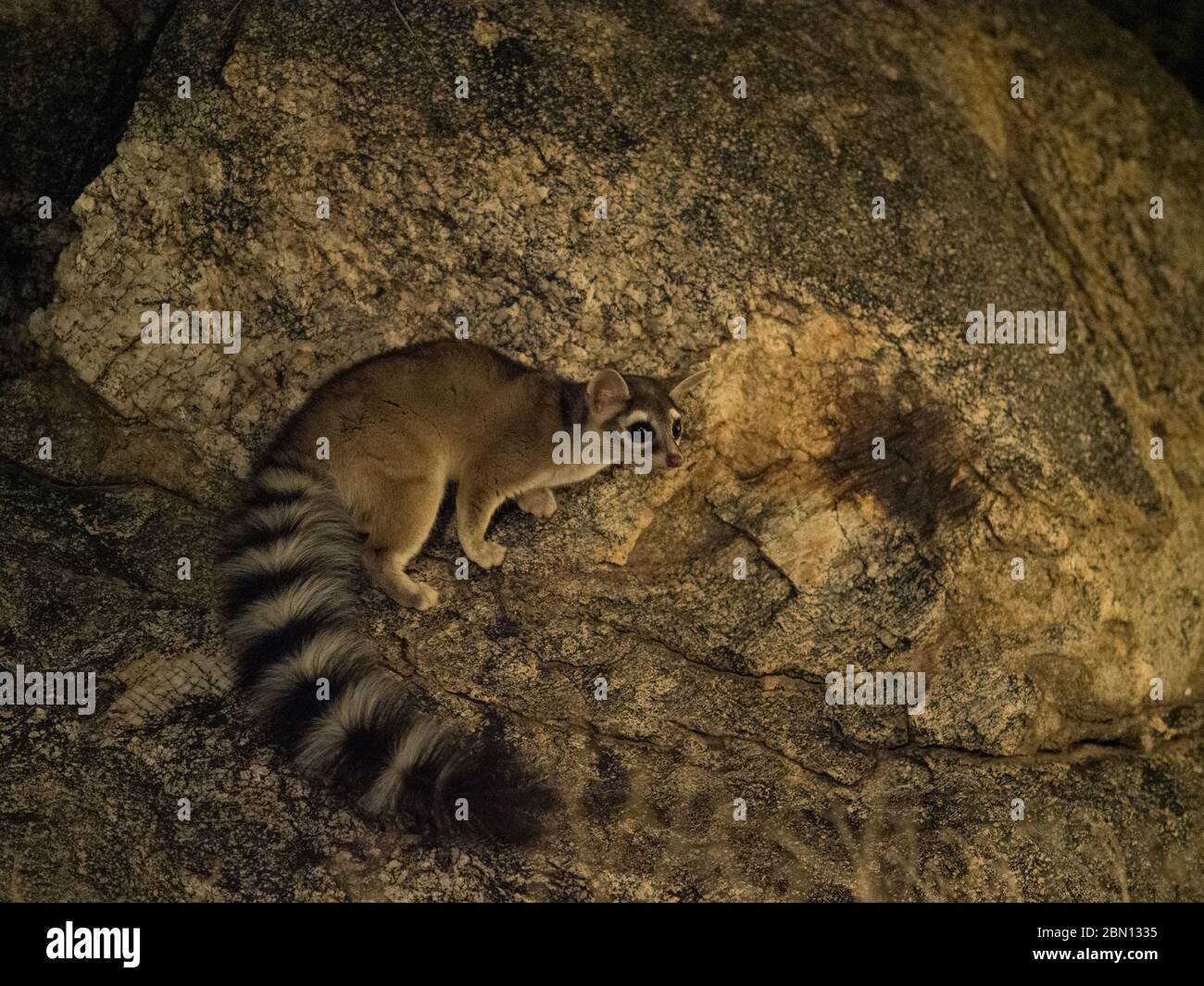 Ringtail cat hi-res stock photography and images - Alamy