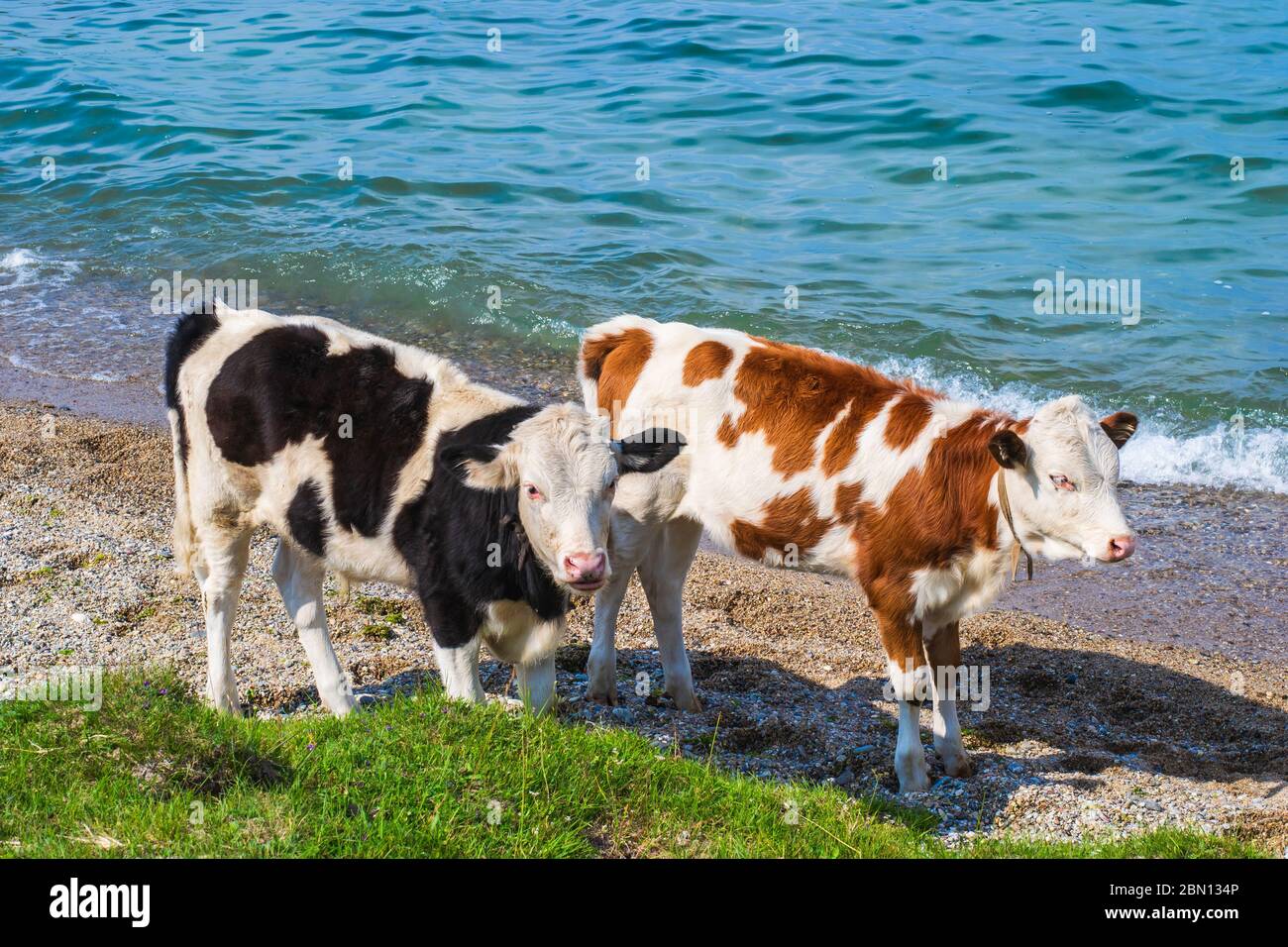 Two young spotted cows came to a watering place. Bright sunny day in ...