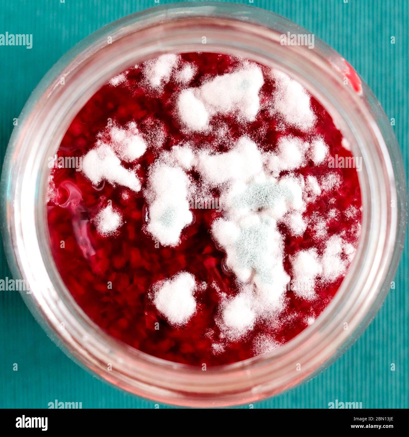 Mold fungi hi-res stock photography and images - Alamy