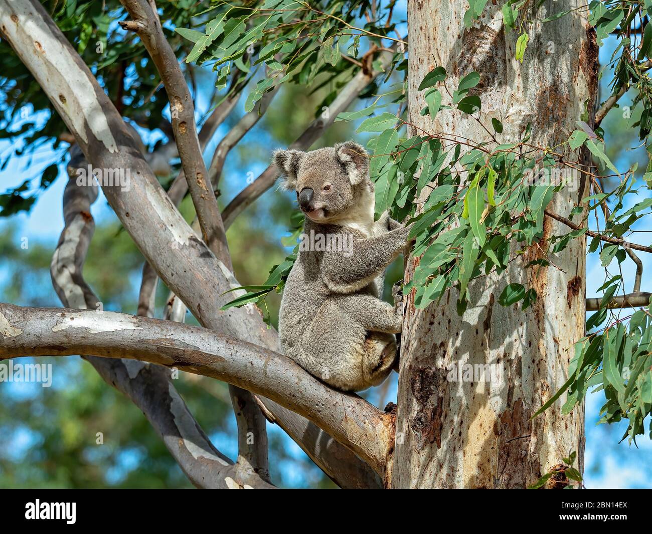 A female Australian koala with a joey in her pouch sitting in a gum ...