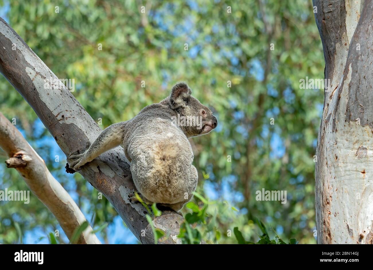 An Australian koala clinging to a tree branch looking around Stock ...