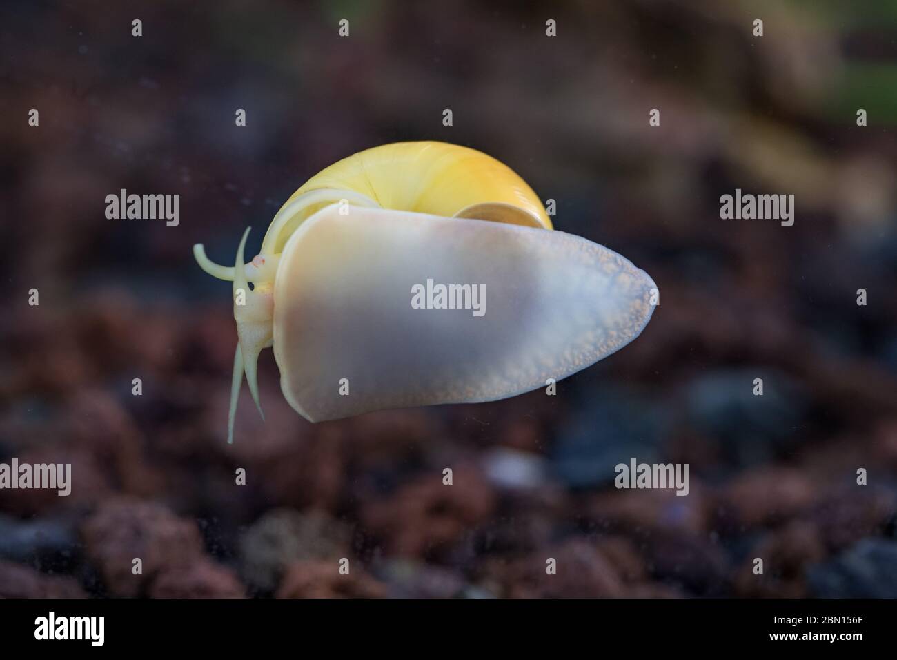 A large yellowfreshwater snail known as the Amazonian snail. In search ...