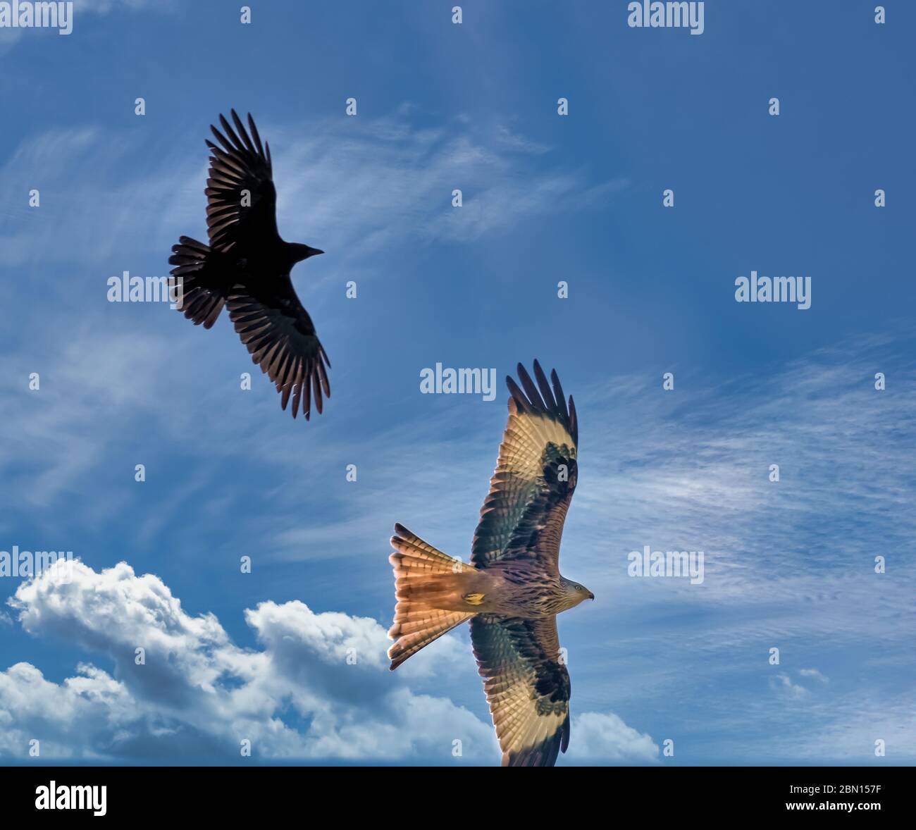 Crow fight flight hi-res stock photography and images - Alamy
