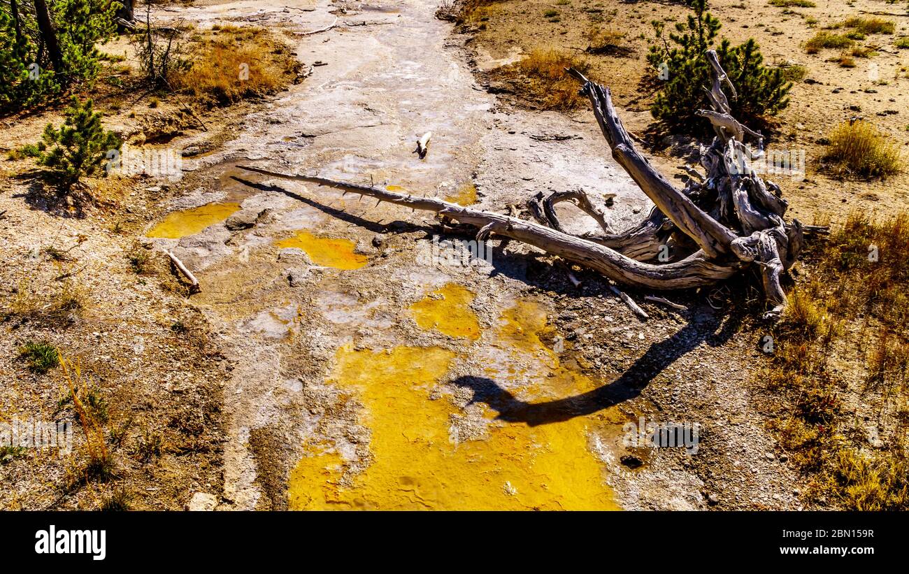 Dead Tree Stump in the Bacterial Mat in the drain channel of the Grand ...