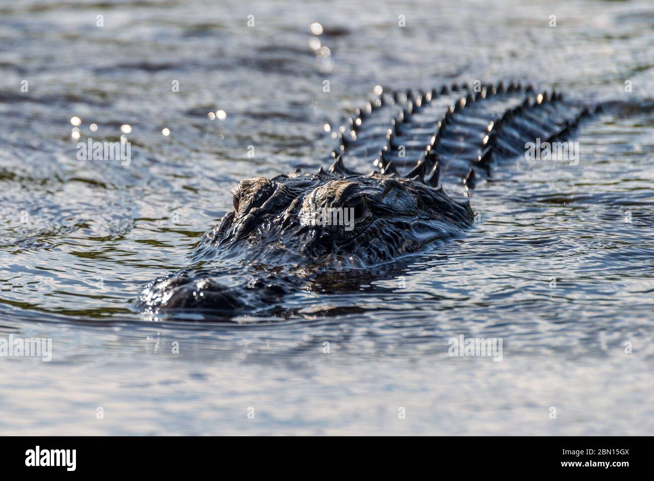 American Alligator swimming in Everglades National Park, Florida ...