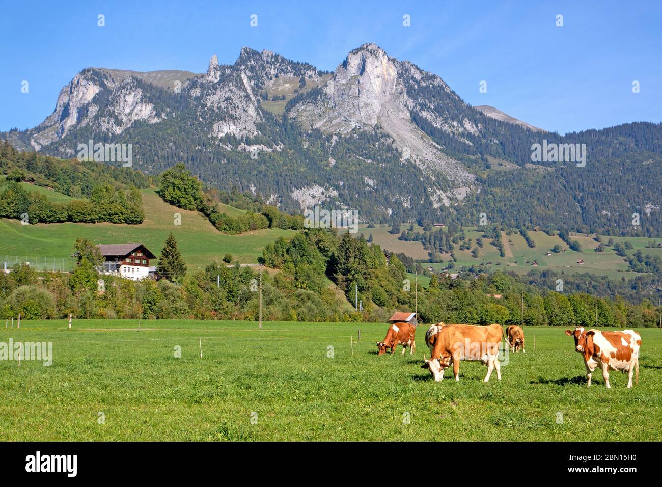 Simmental cows in the Simmental Stock Photo - Alamy