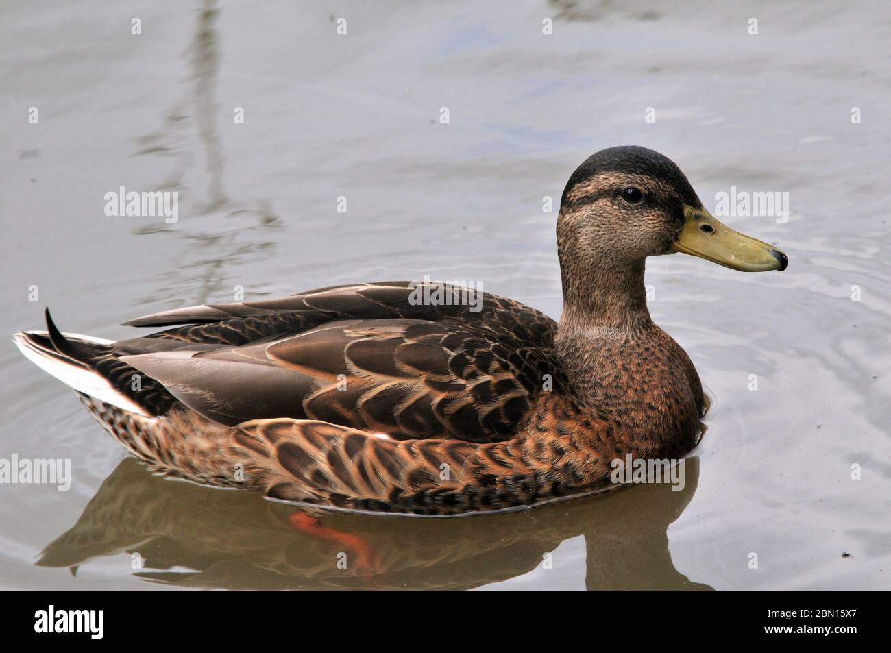 Female Mallard Duck Stock Photo - Alamy