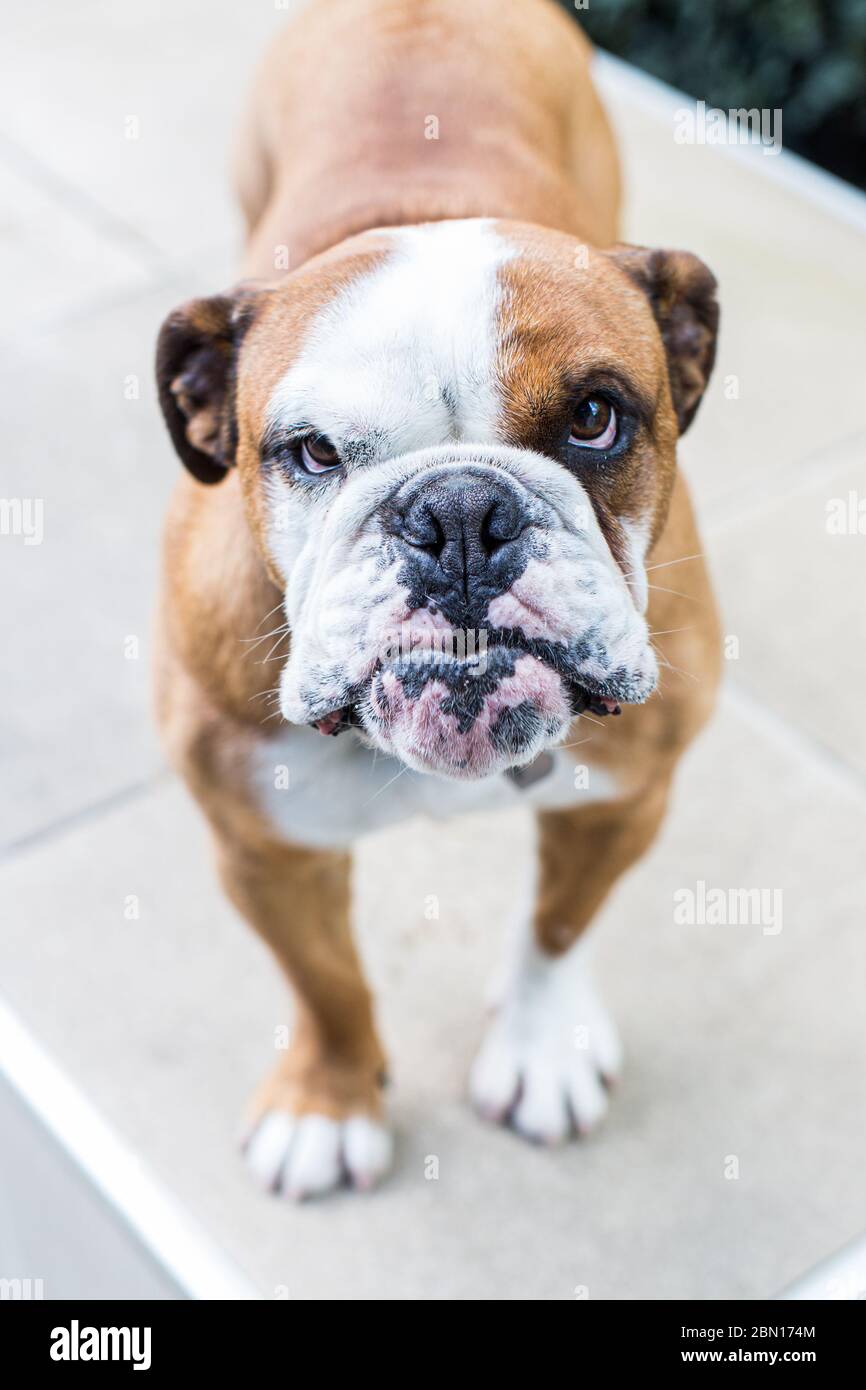 Female English Bulldog Stock Photo - Alamy