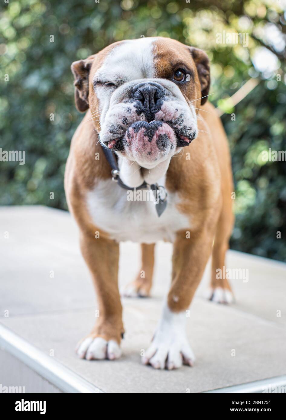 Female English Bulldog Stock Photo - Alamy