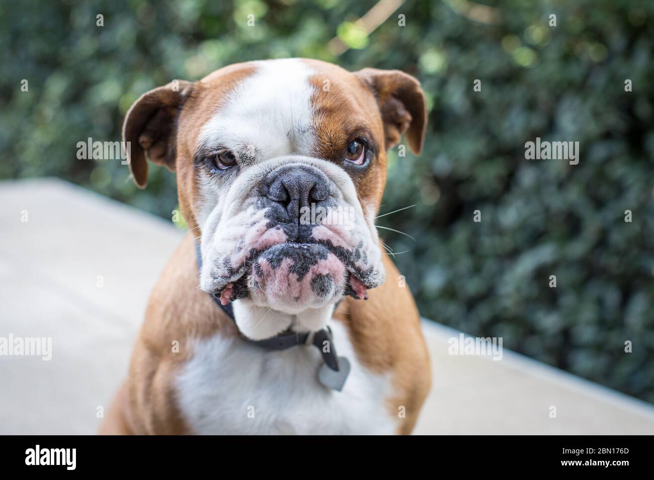 Female English Bulldog Stock Photo - Alamy