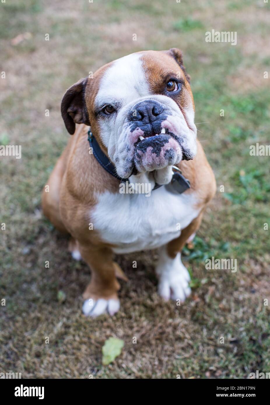 Female English Bulldog Stock Photo - Alamy