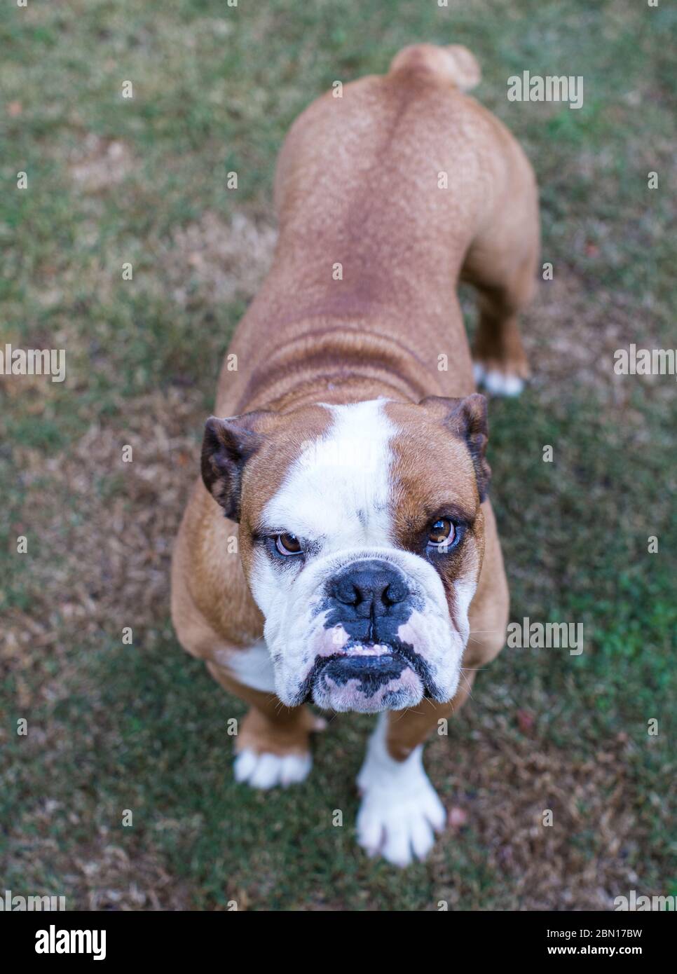 Female English Bulldog Stock Photo - Alamy