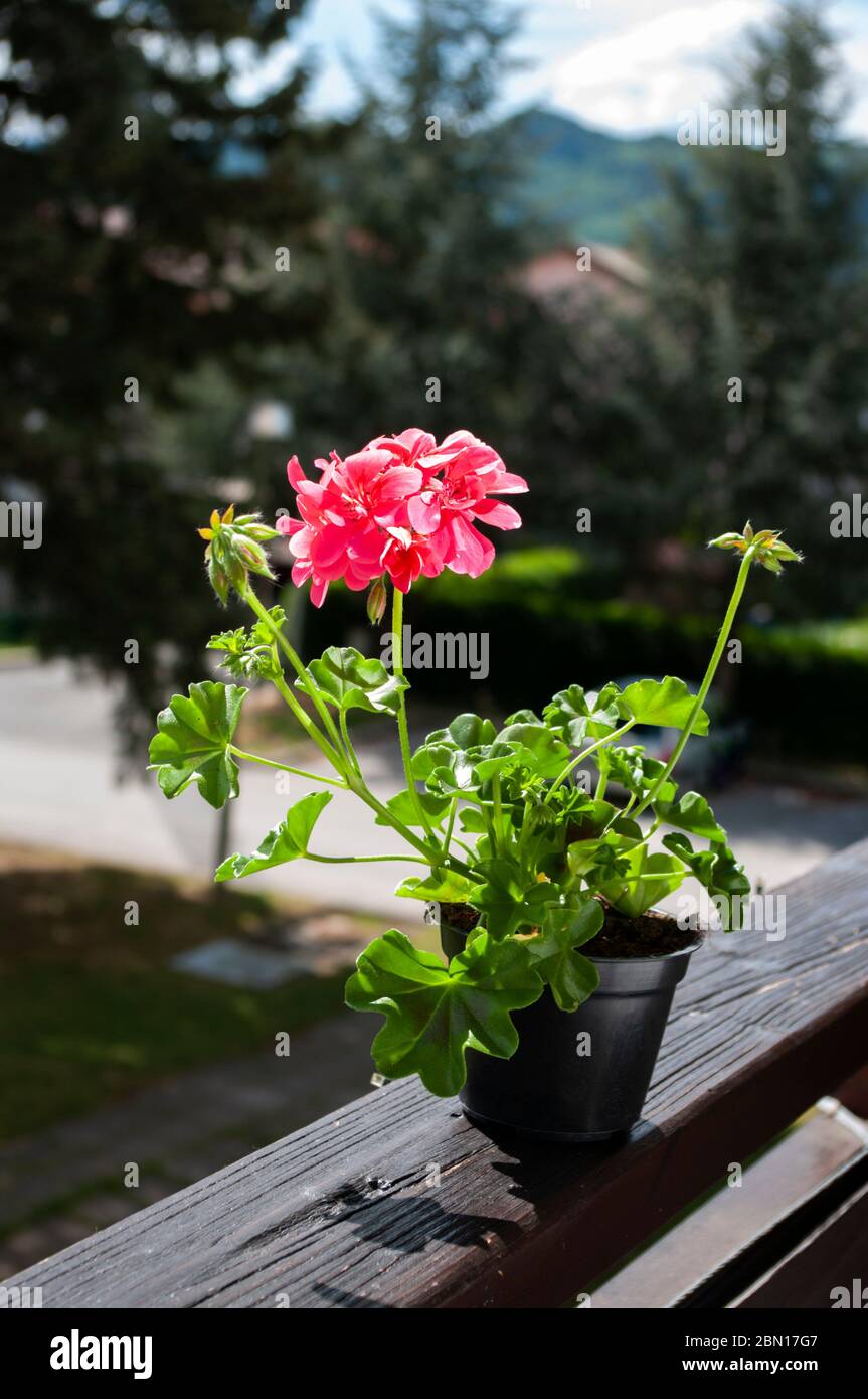 Potted plant of geranium , balcony flower. Gardening Stock Photo - Alamy
