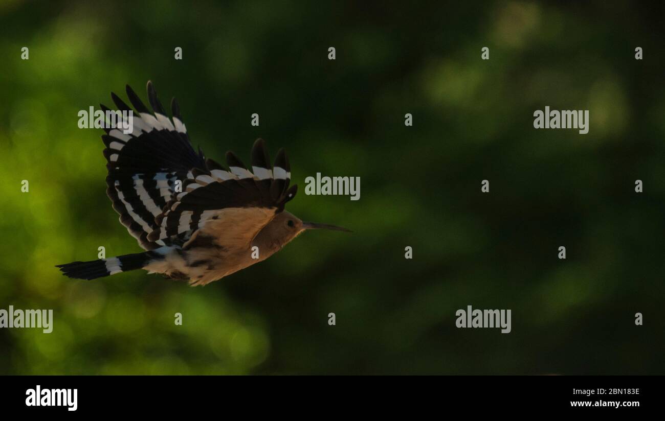 Hoopoe in flight hi-res stock photography and images - Alamy