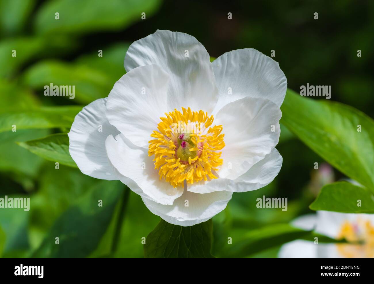 Tree peonies hi-res stock photography and images - Alamy
