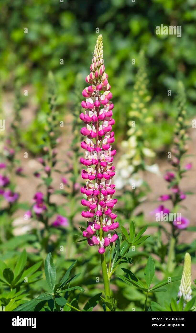 Pink Lupin flower (lupinus) in Spring (May) in the UK Stock Photo - Alamy