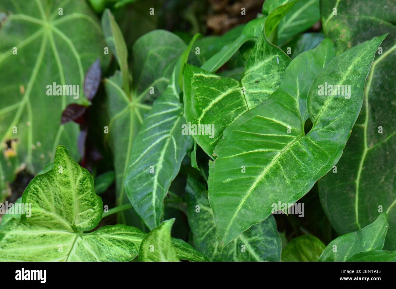 tropical leaf, large foliage, abstract green texture, nature background ...