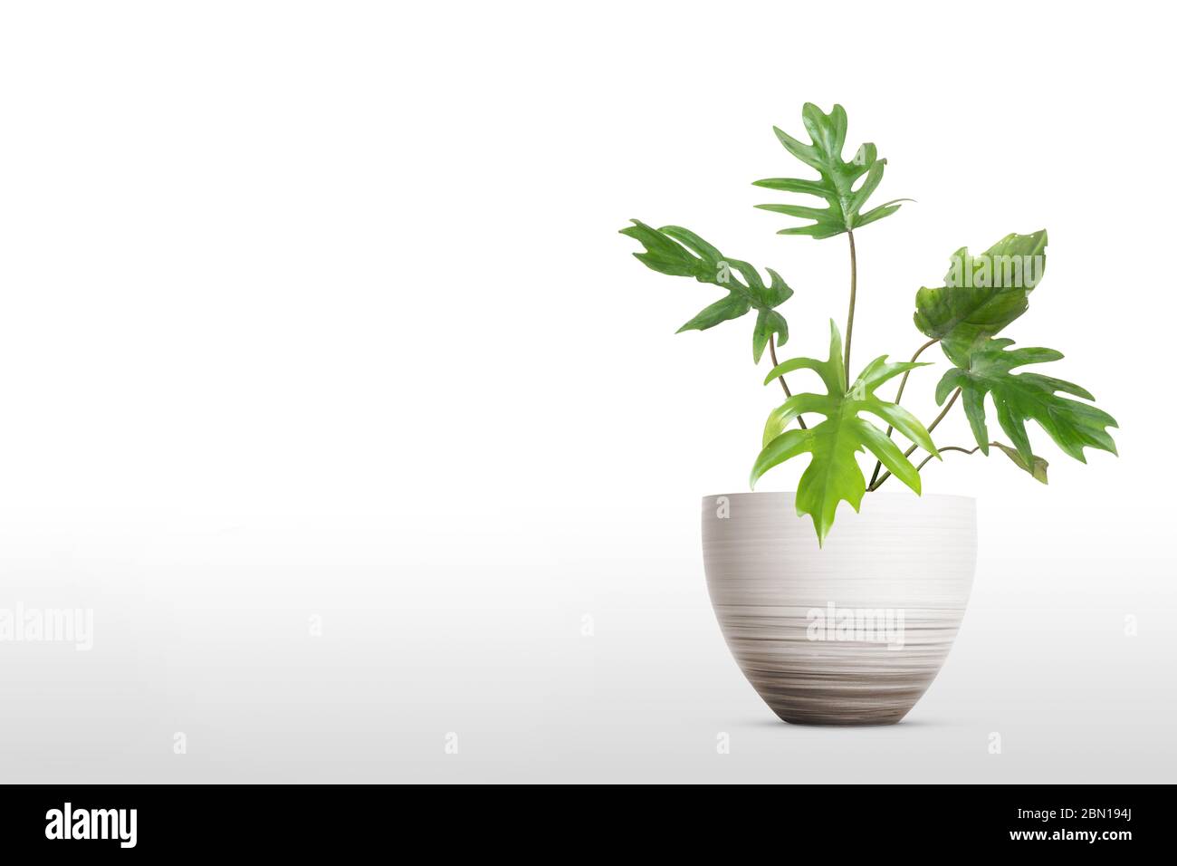 Adam's Rib Plant flowerpot vase isolated on white background Stock ...