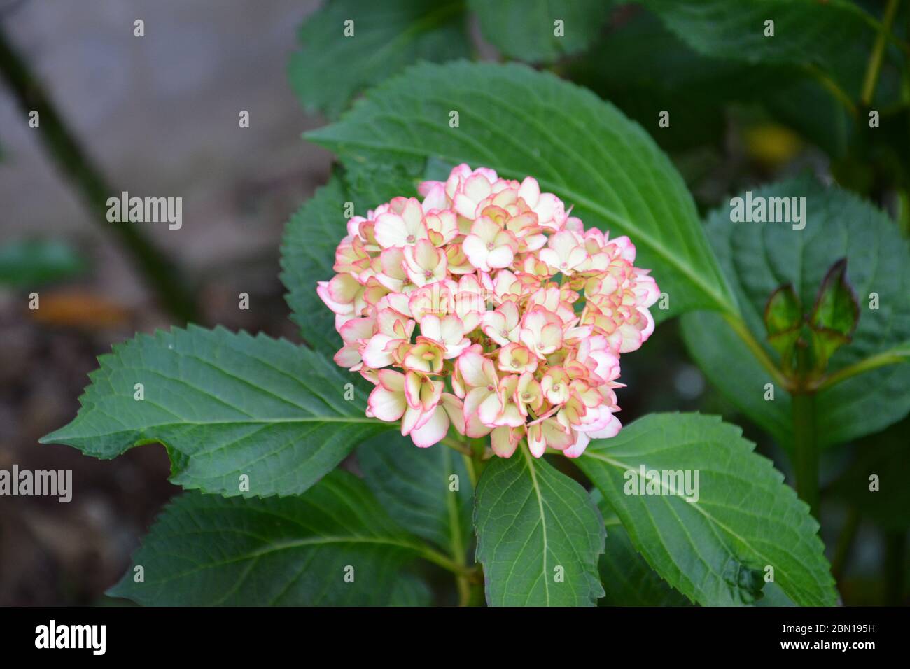 the yellow hydrangeas with red rim blossoms in May Stock Photo - Alamy