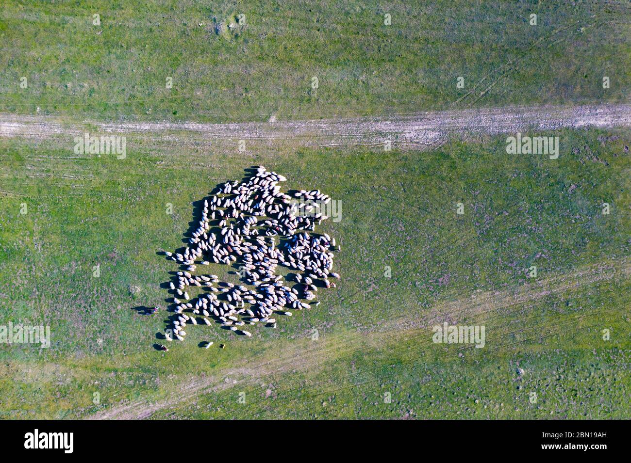 Aerial drone view of herd of sheep grazing in beautiful spring field at sunset Stock Photo - Alamy