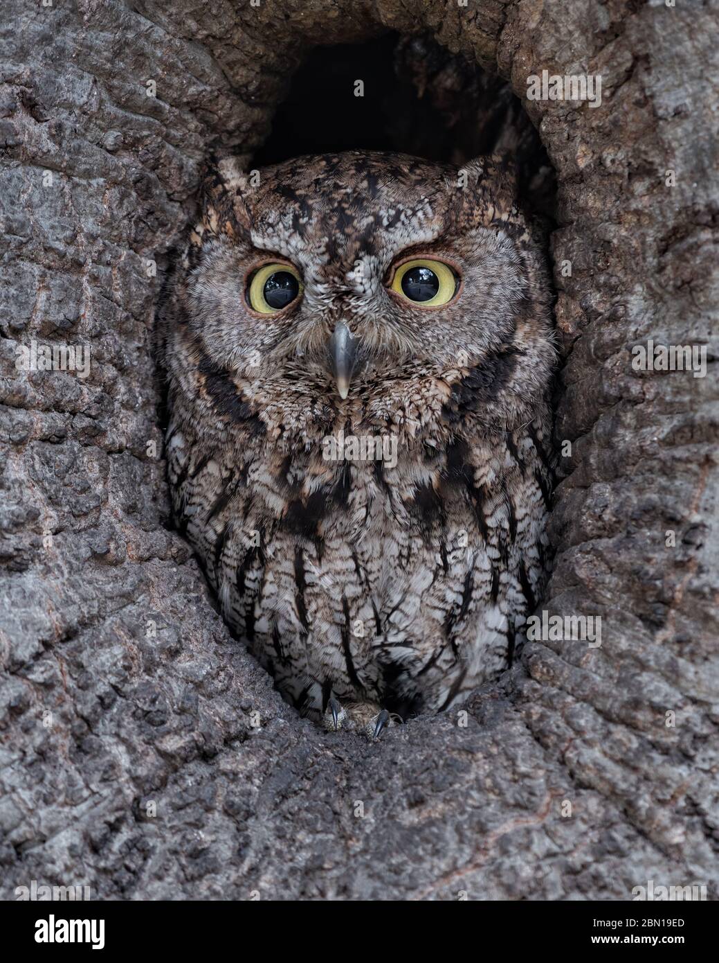 Western Screech Owl Red Phase