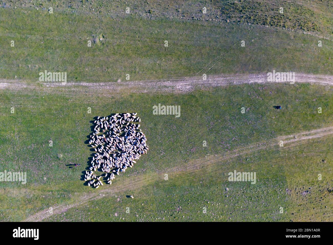 Aerial View Herd Sheep High Resolution Stock Photography and Images - Alamy