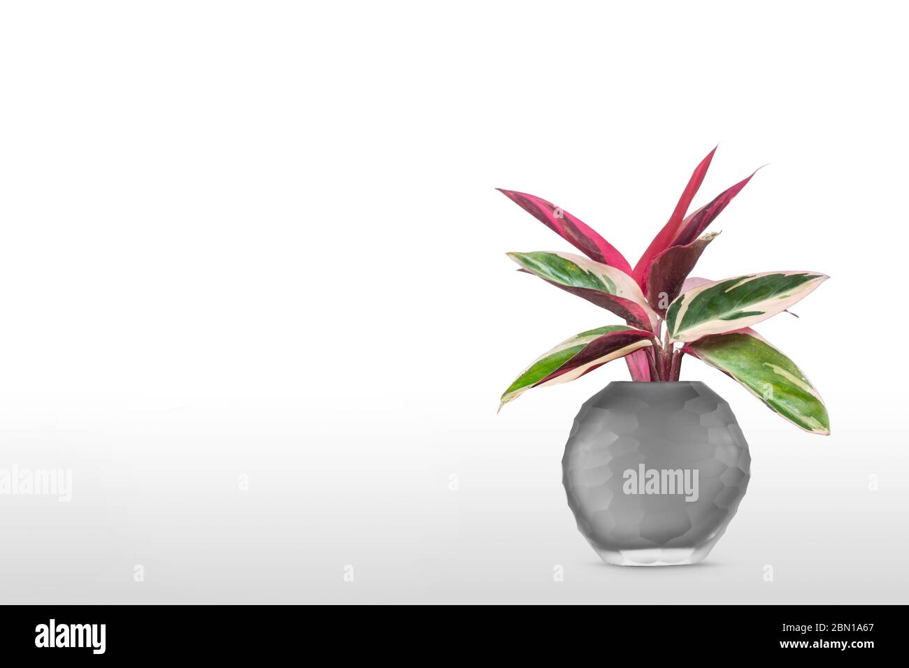 Gorgeous houseplant Maranta in a colorful pot isolated on white ...