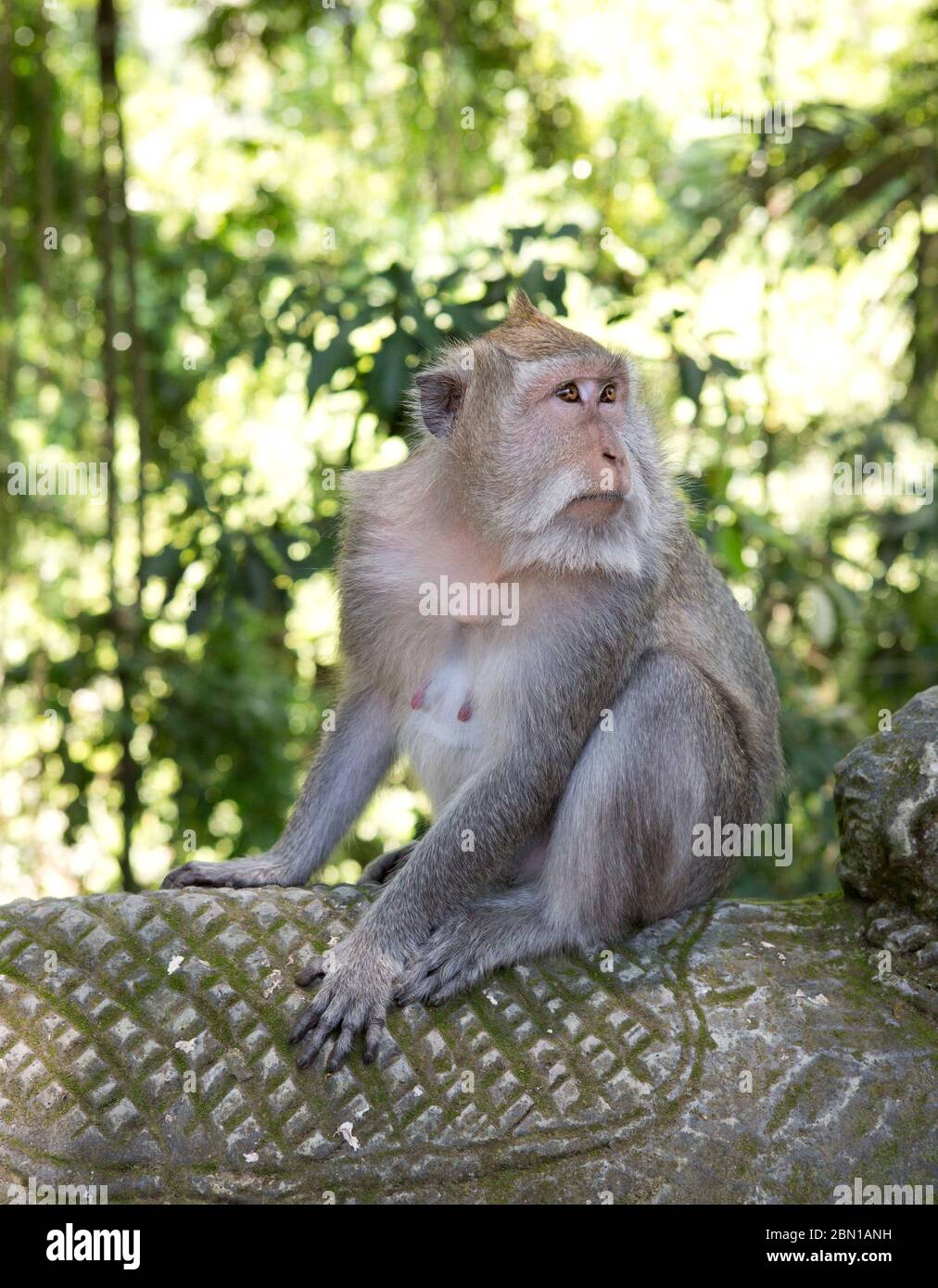 Monkey, Long-tailed Macaque in a sacred forest in Bali Stock Photo - Alamy