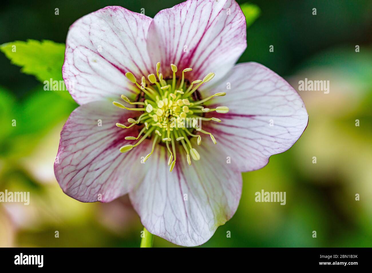 Open hellebore flower hi-res stock photography and images - Alamy