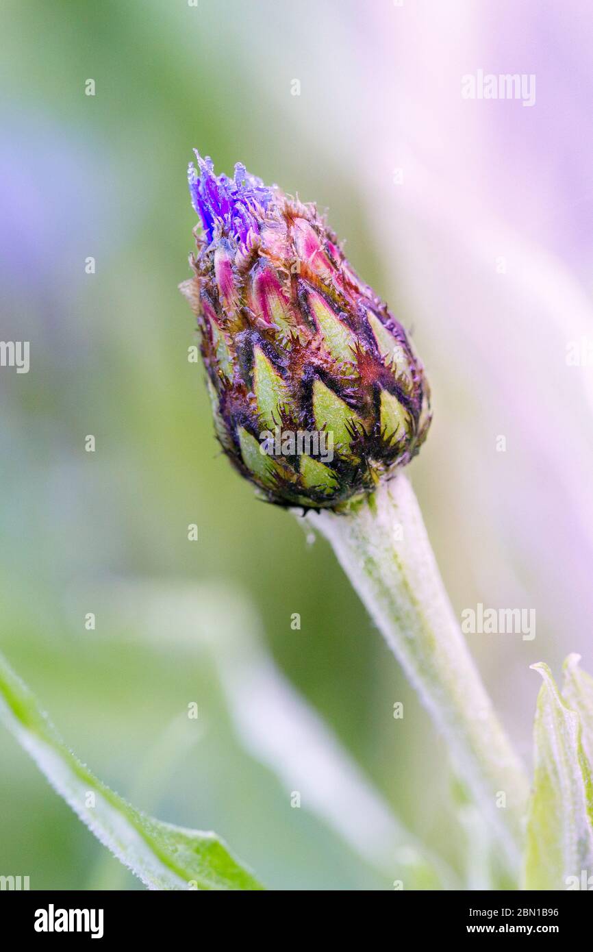 Mountain bluet Centaurea montana blue flower bud Stock Photo - Alamy