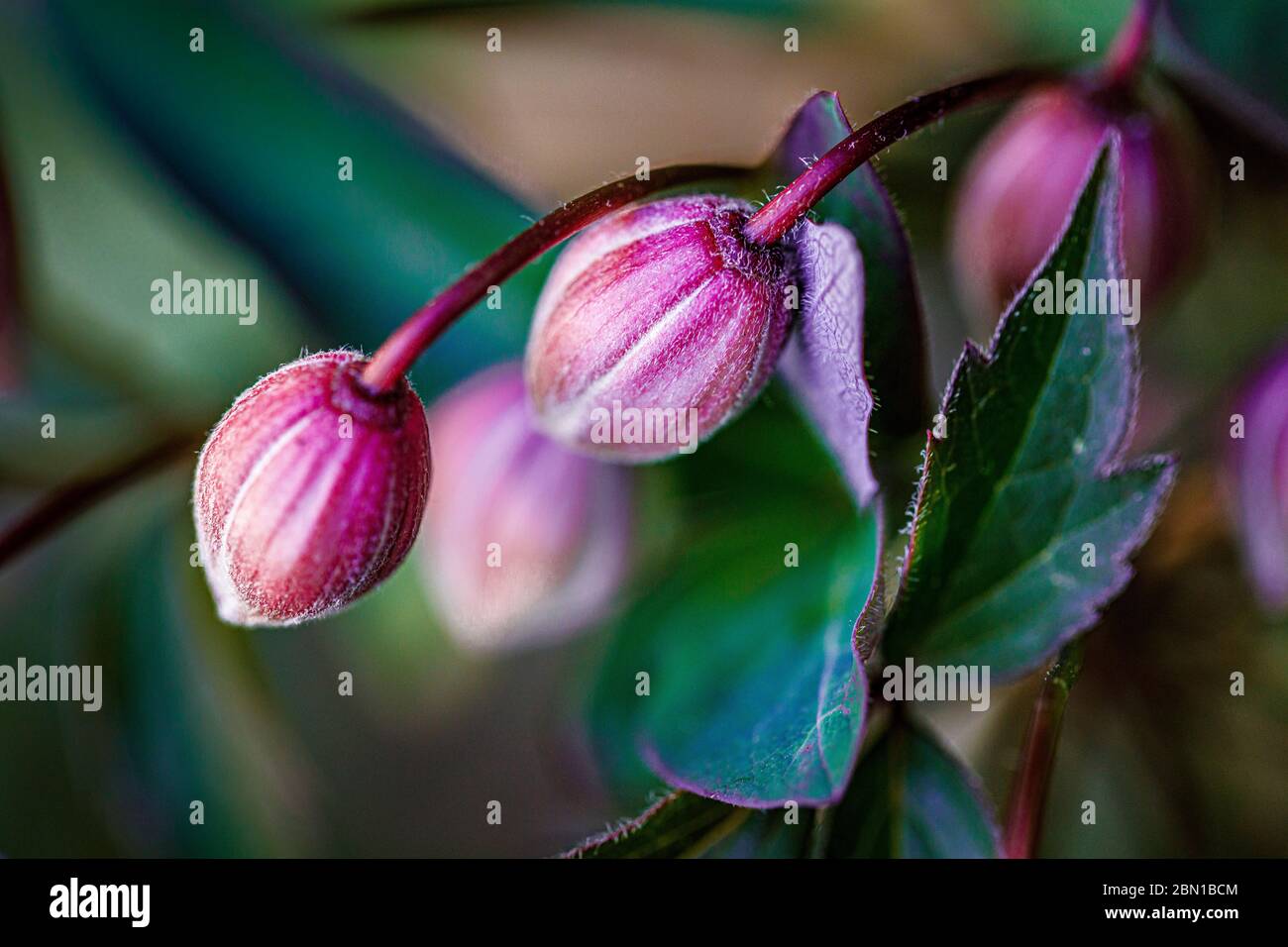 Clematis bud hi-res stock photography and images - Alamy