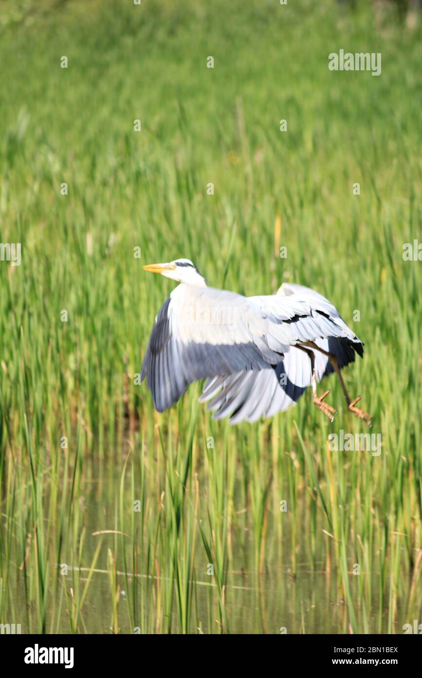 Heron with a short neck hi-res stock photography and images - Alamy