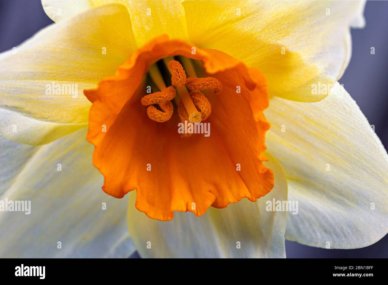Daffodil full bloom hi-res stock photography and images - Alamy