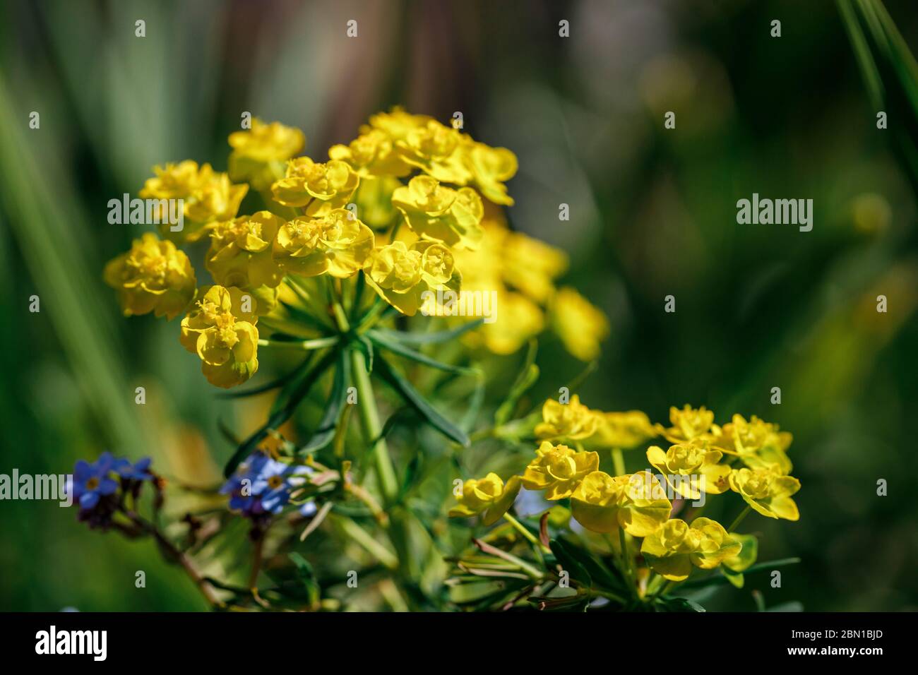 Euphorbia yellow hi-res stock photography and images - Alamy