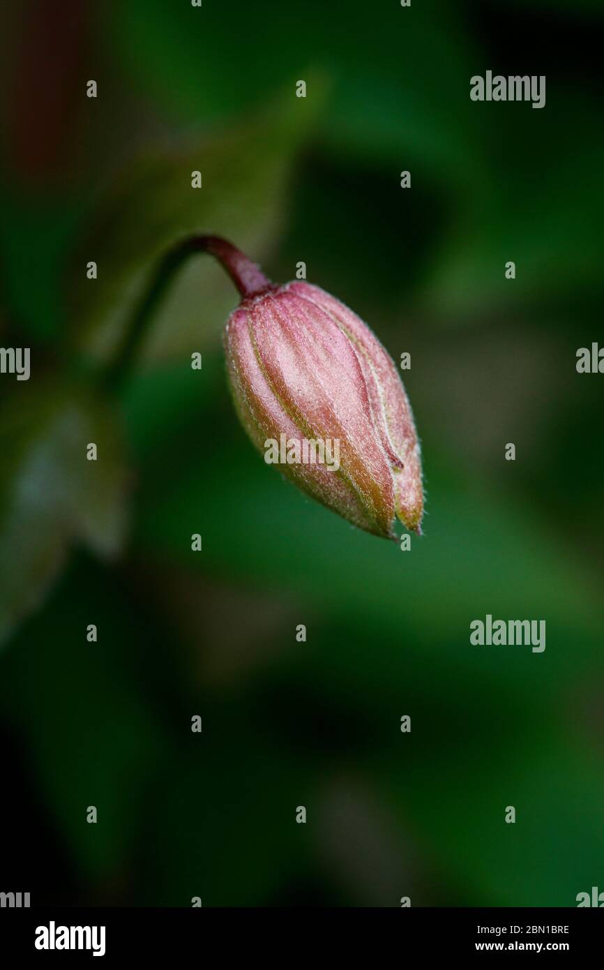 Clematis bud hi-res stock photography and images - Alamy