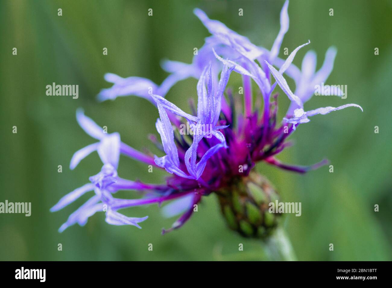 Mountain bluet Centaurea montana blue flower Stock Photo - Alamy