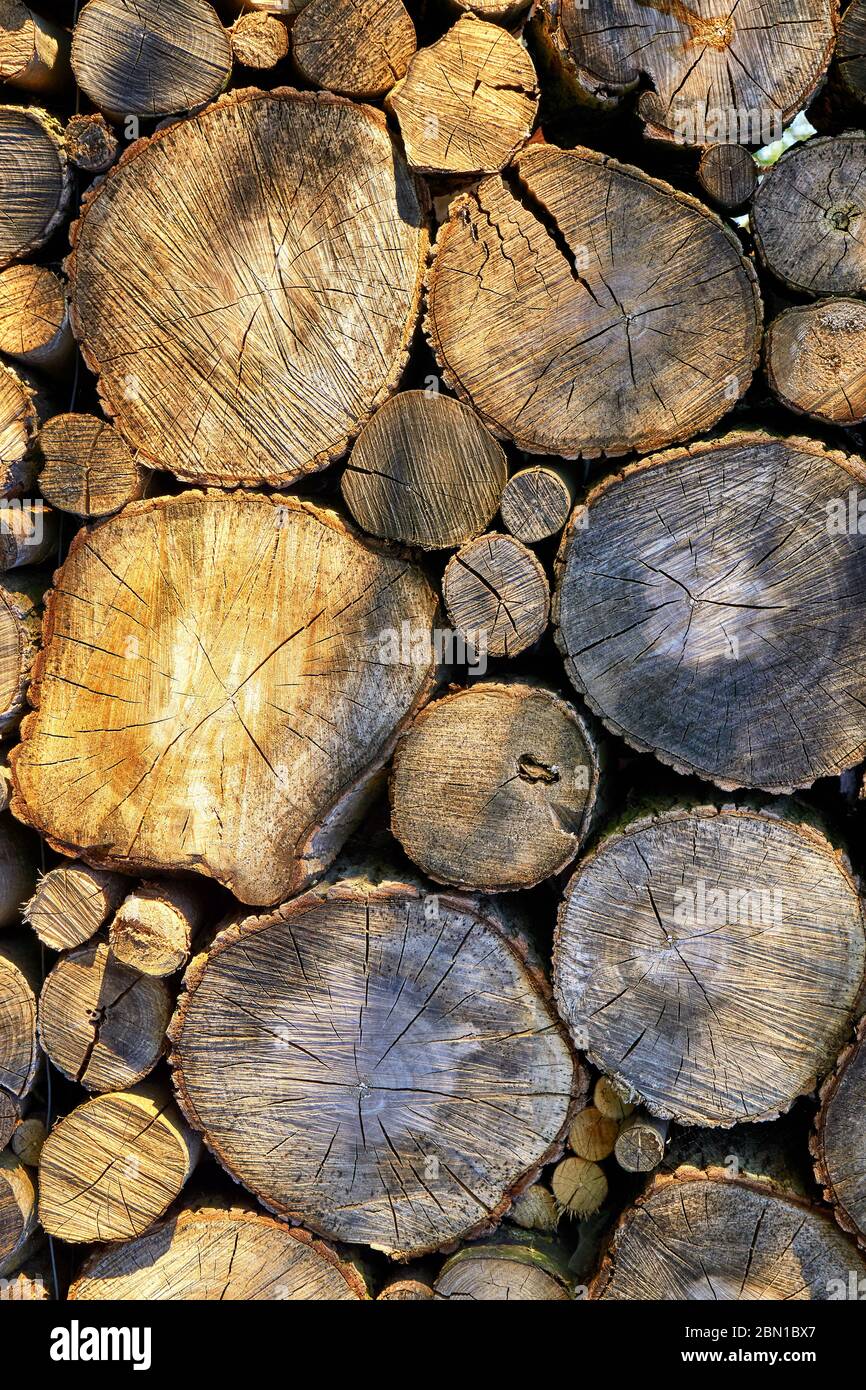 Vertical natural background from tree trunks Stock Photo - Alamy