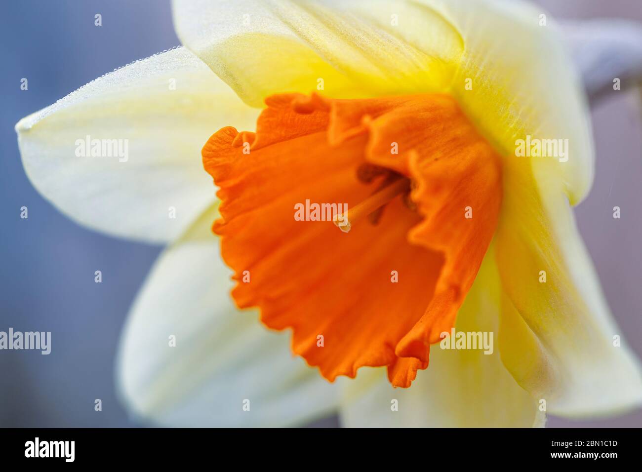 Daffodil head hi-res stock photography and images - Alamy