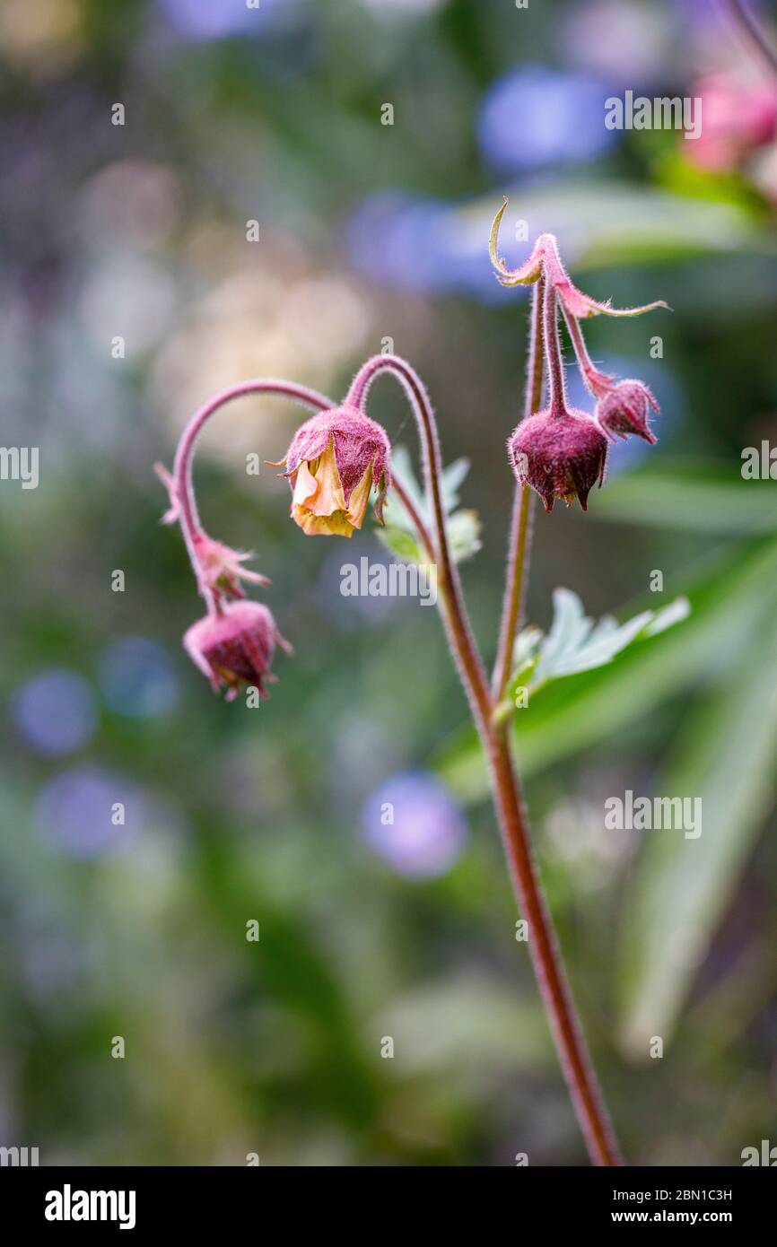 Geum spring hi-res stock photography and images - Alamy