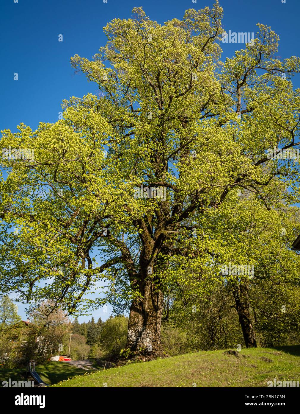 Alto lime trees hi-res stock photography and images - Alamy