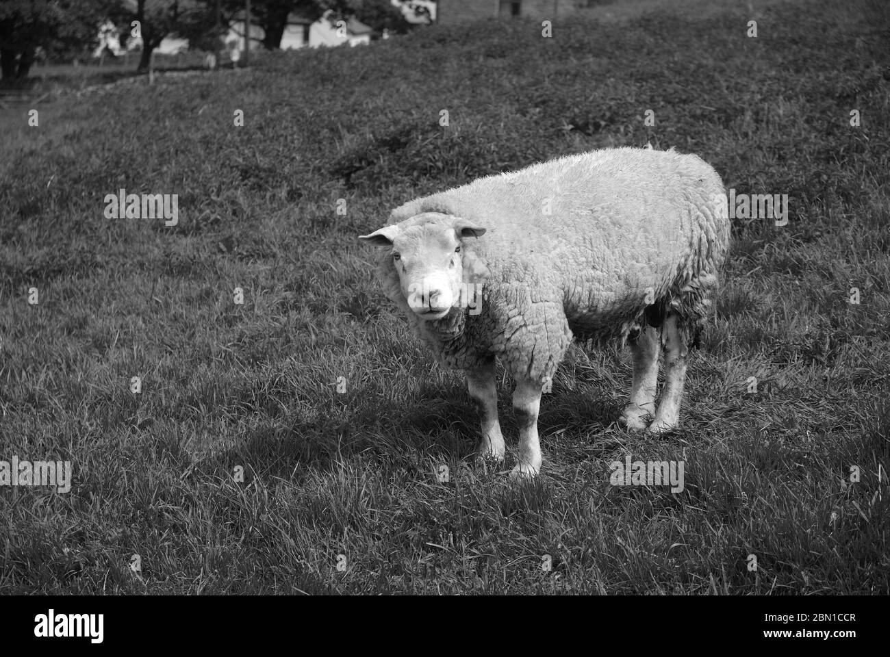 Ugly sheep, Allendale, Northumberland Stock Photo - Alamy